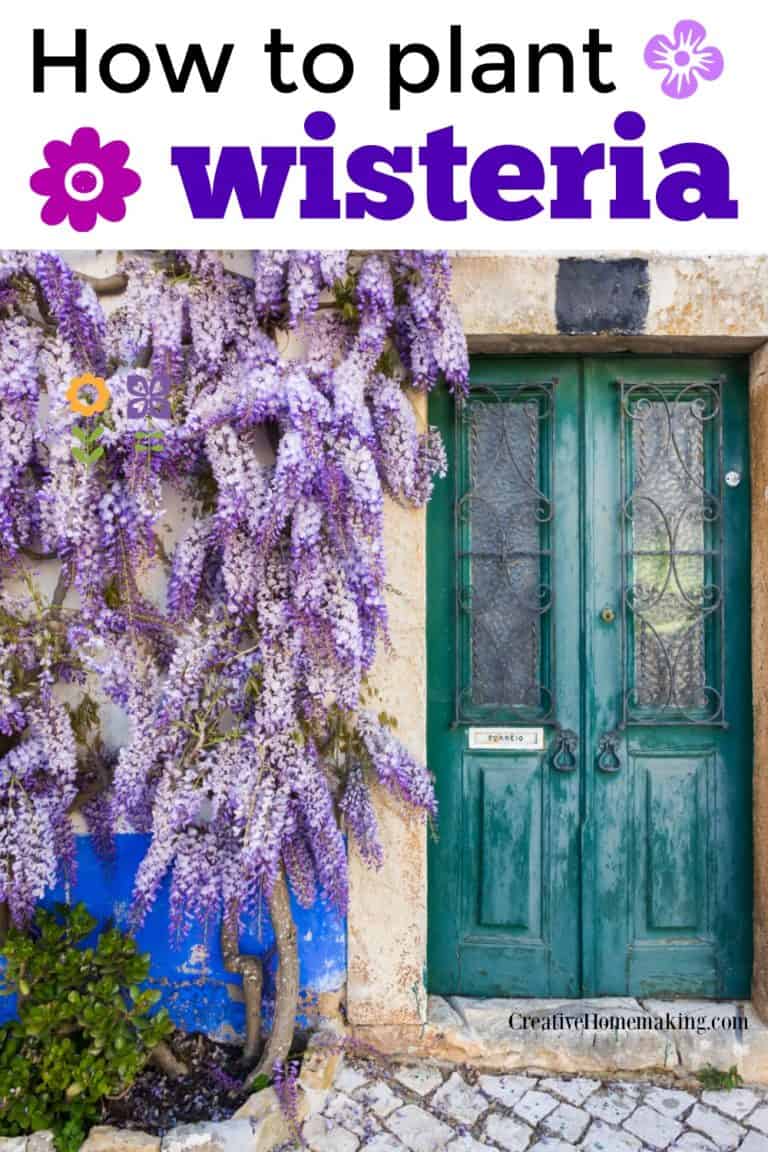 Guide for Planting Wisteria - Creative Homemaking