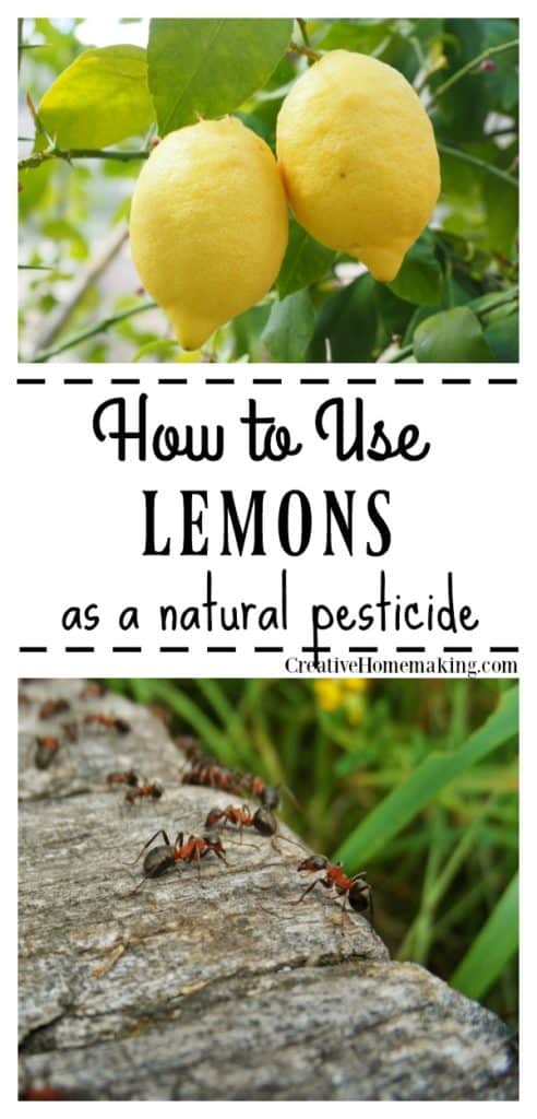 Lemon and Lemon Peel as a Safe Alternative to Pesticides - Creative ...
