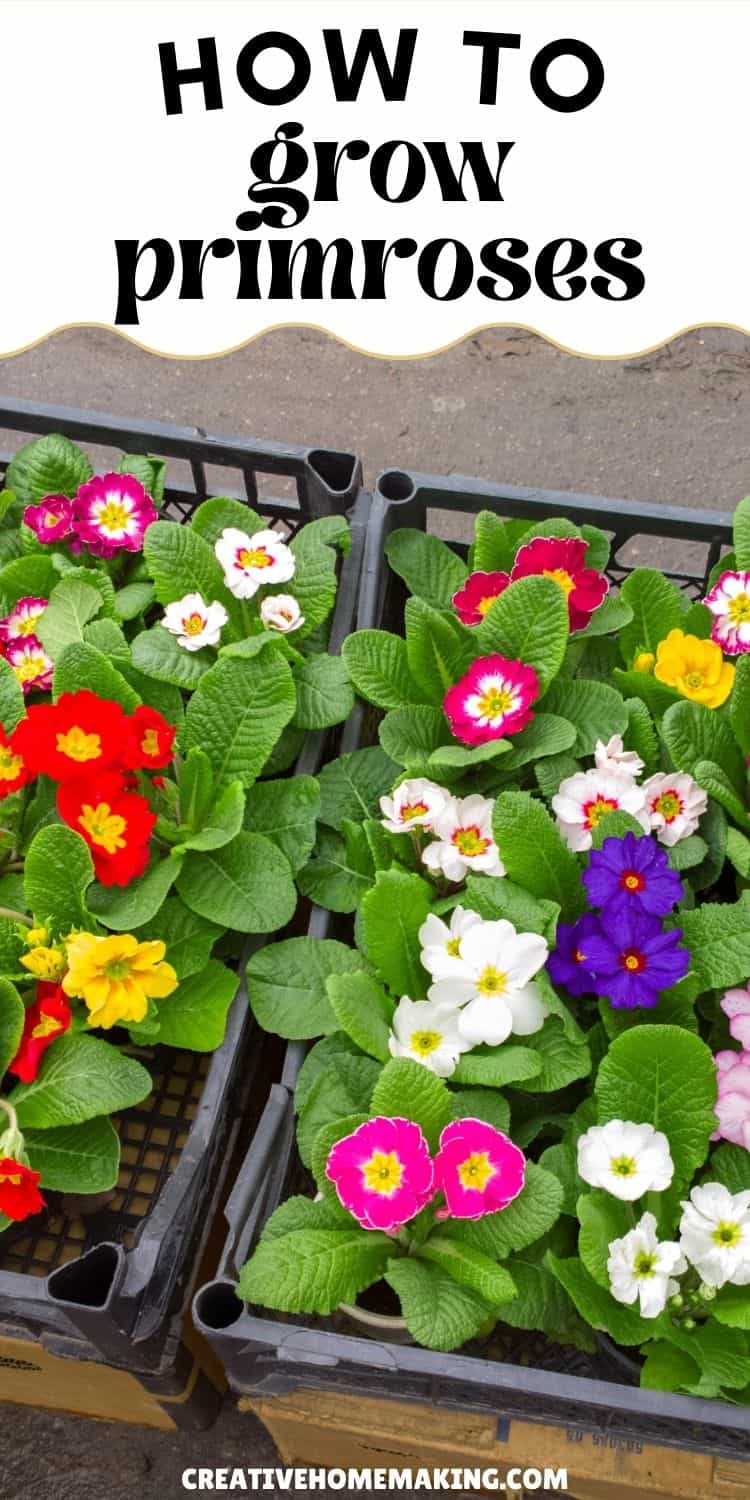 How to Grow Primroses Easily for a Colorful Garden All Year - Creative ...