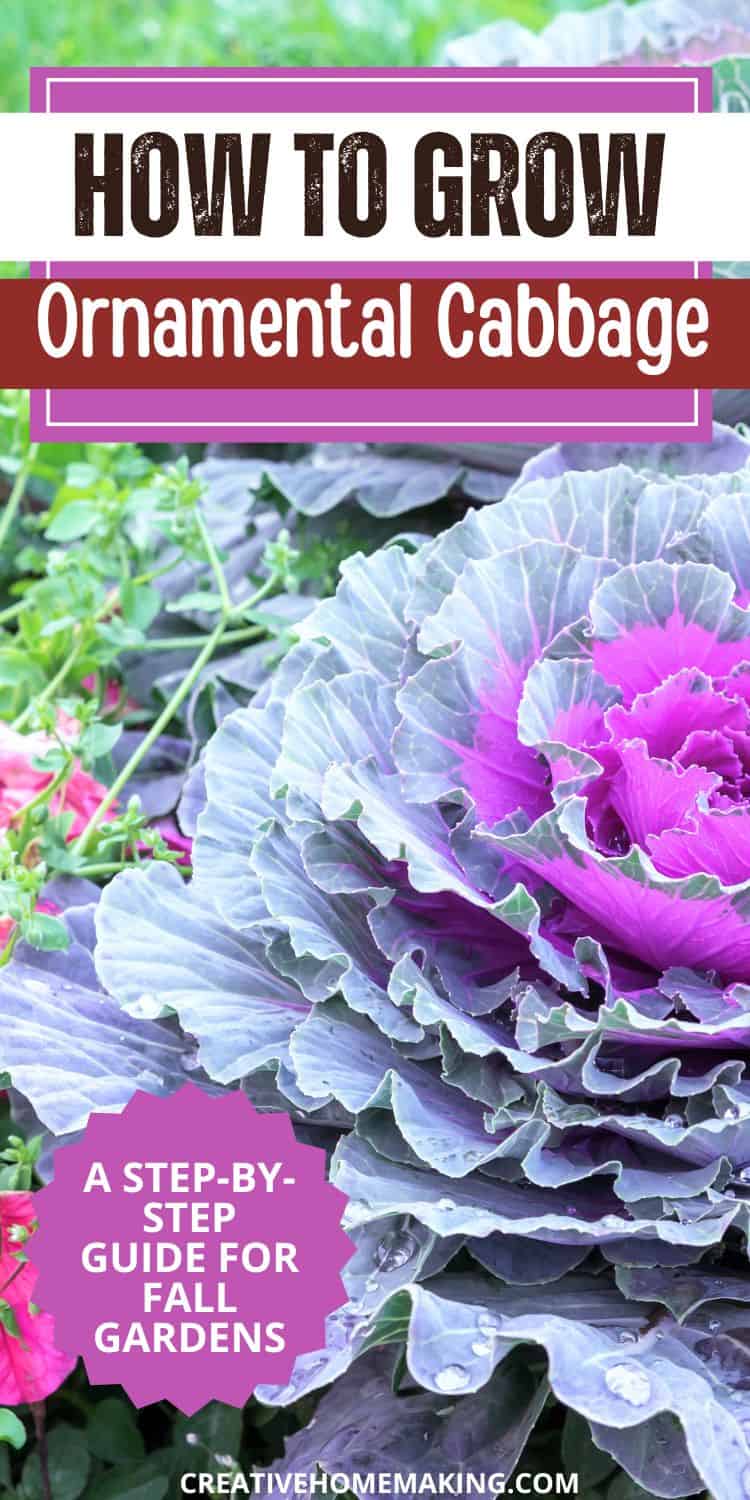 How to Grow Ornamental Cabbage: A Step-by-Step Guide for Vibrant Fall ...
