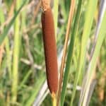 How to Preserve Cattails for Autumn Decor - Creative Homemaking