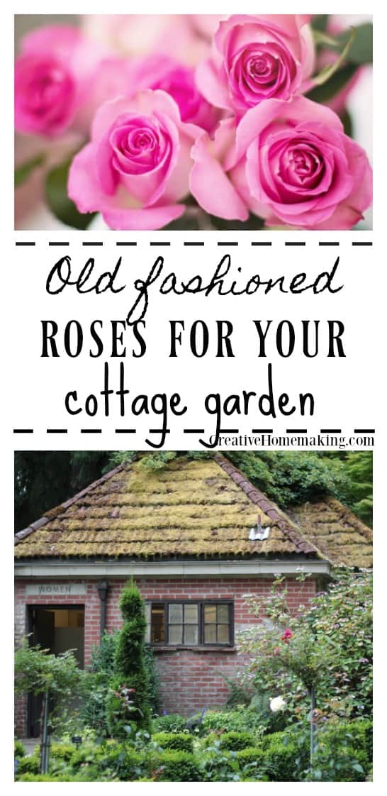 Growing Old Fashioned "Old Roses" In Your Flower Garden - Creative ...