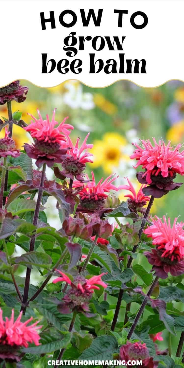 Bee Balm 101: How to Grow, Care For, and Use Bee Balm - Creative Homemaking