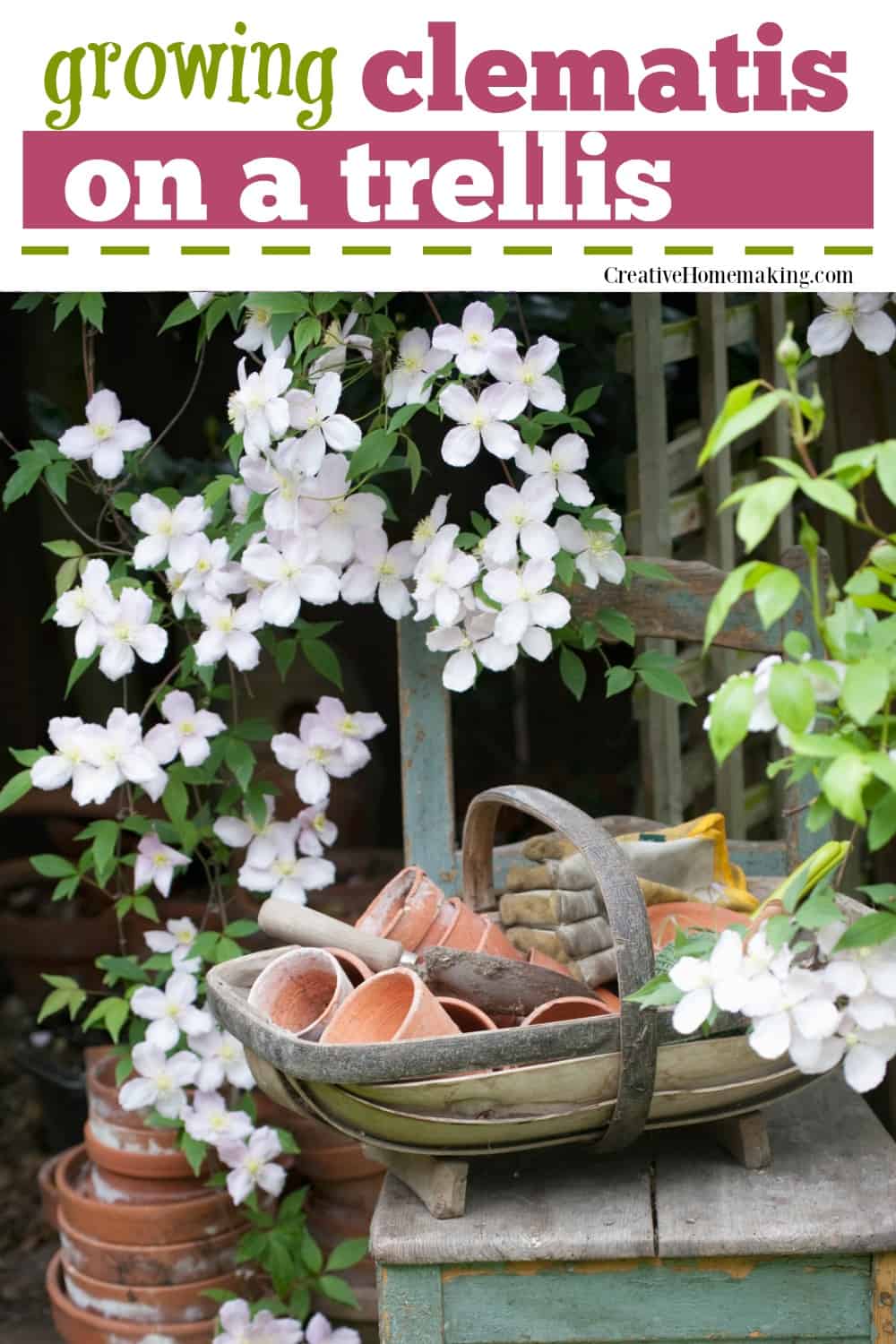 Growing Clematis in Pots - Creative Homemaking