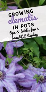 Growing Clematis in Pots - Creative Homemaking