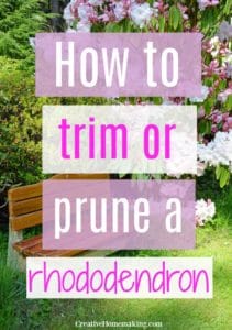 How to Prune a Rhododendron: A Step-by-Step Guide - Creative Homemaking