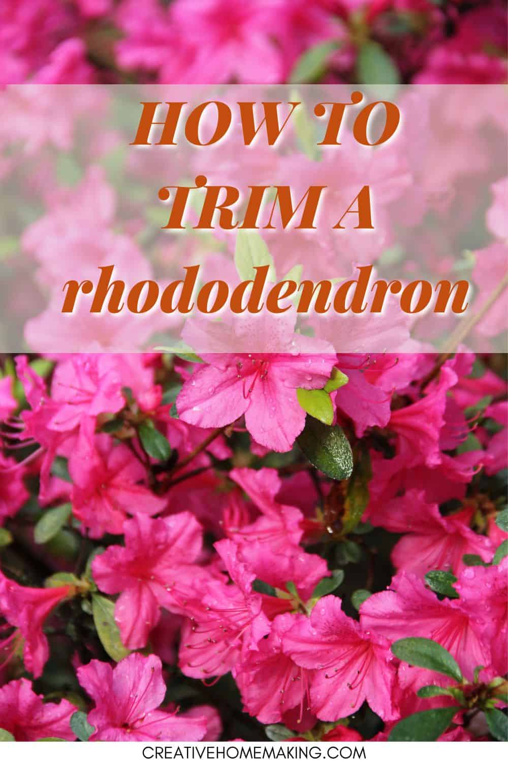How to Prune a Rhododendron: A Step-by-Step Guide - Creative Homemaking