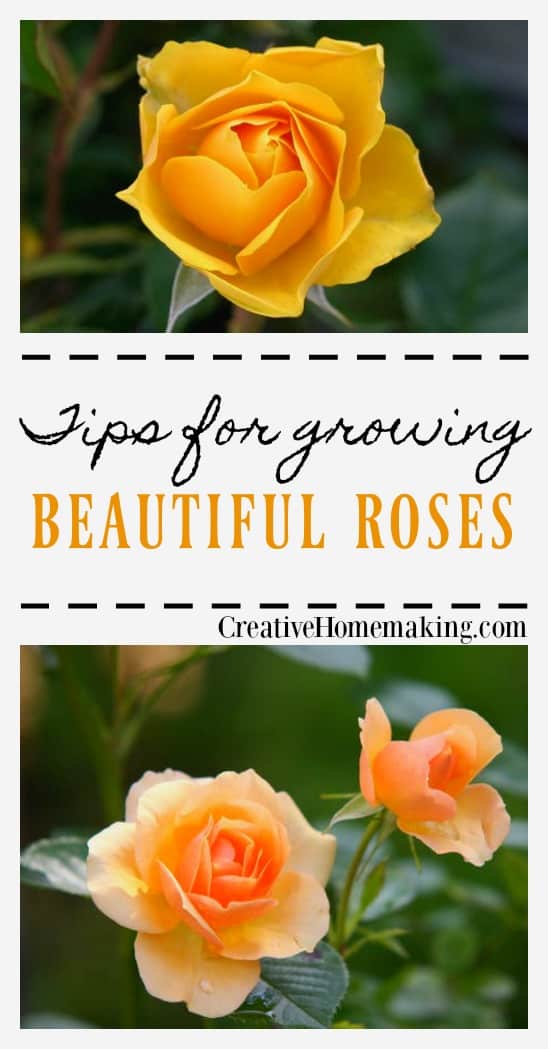 10 Tips for Growing Beautiful Roses - Creative Homemaking