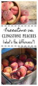 Freestone vs. Clingstone Peaches - Creative Homemaking