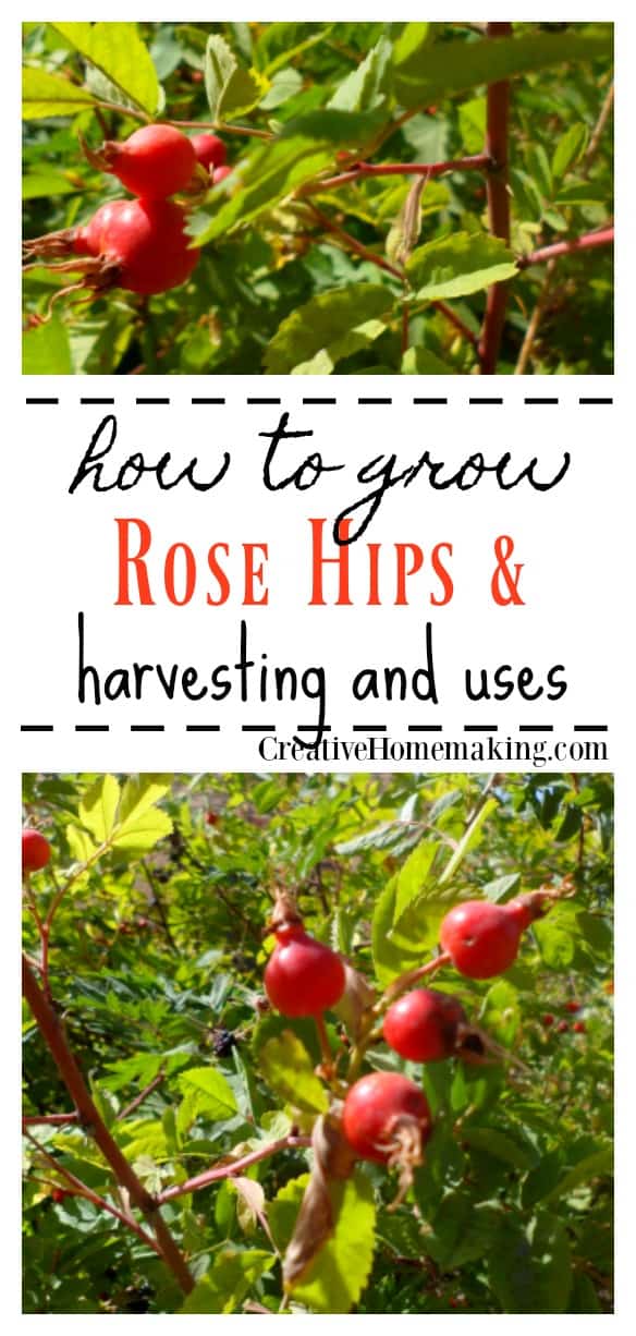 Growing and Harvesting Rose Hips - Creative Homemaking