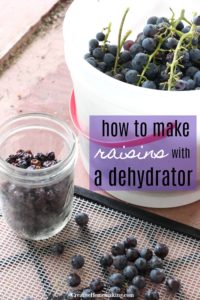 How to Make Raisins with a Dehydrator - Creative Homemaking