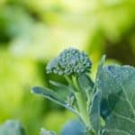 When to Plant Broccoli - Creative Homemaking