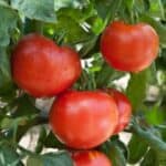 Why Are the Bottoms of My Tomatoes Black? Causes and Solutions ...
