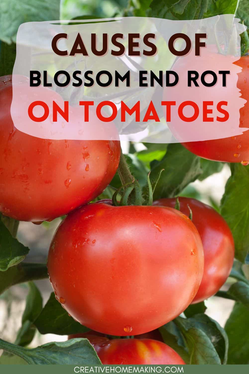 Why Are the Bottoms of My Tomatoes Black? Causes and Solutions ...