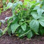 Bush Beans Square Foot Gardening: Maximize Your Harvest with Ease ...