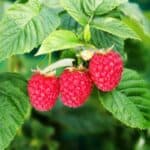 How to Transplant Raspberries: A Step-by-Step Guide - Creative Homemaking
