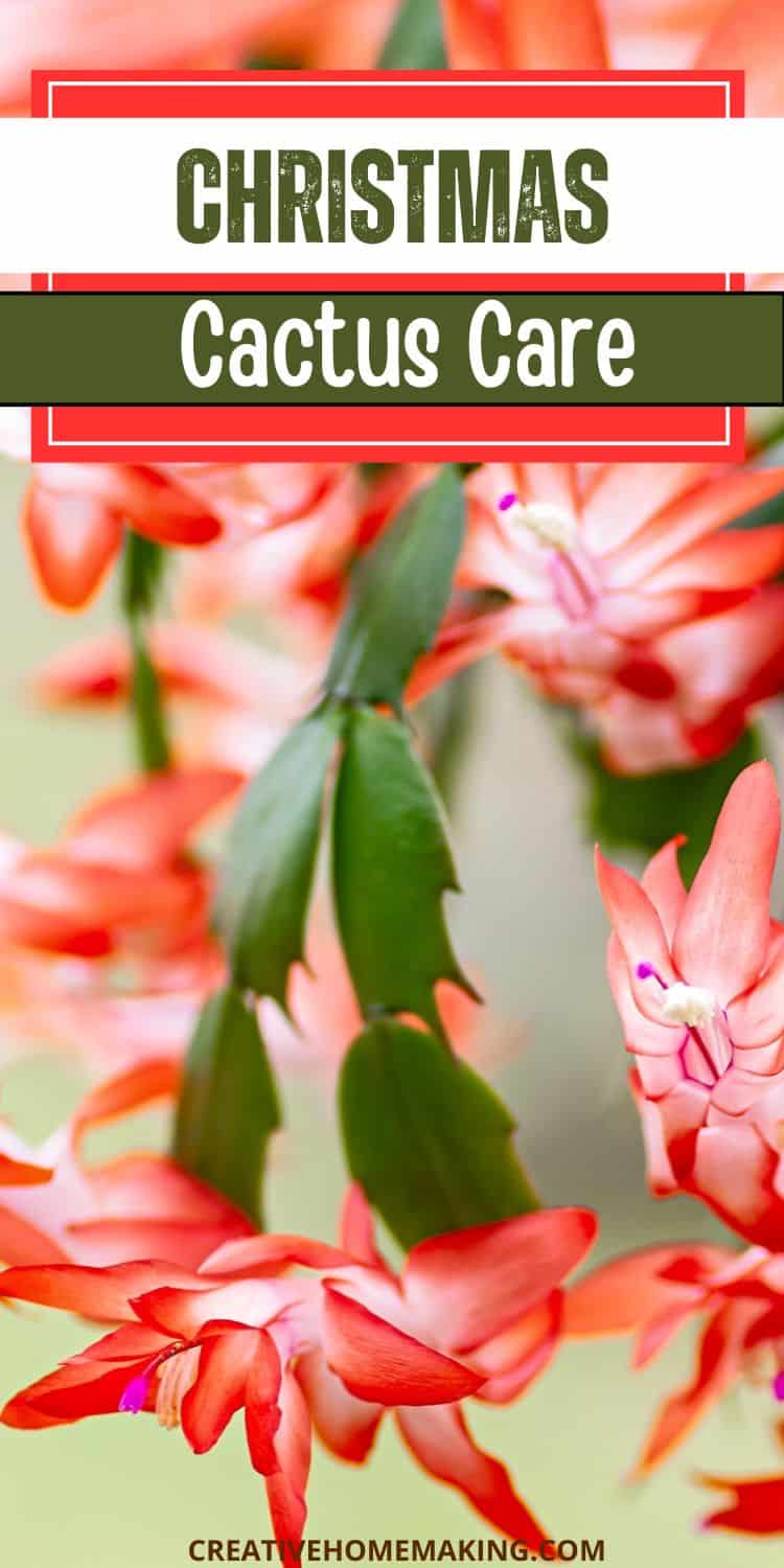 Grow a Bigger Christmas Cactus: Tips and Tricks for Thriving Succulents - Creative Homemaking