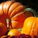How to Tell When a Pumpkin is Ripe: Quick & Easy Guide - Creative ...