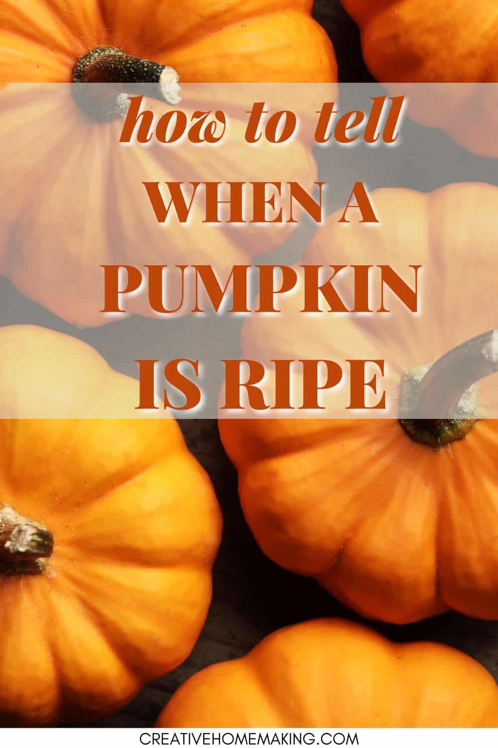 How to Tell When a Pumpkin is Ripe: Quick & Easy Guide - Creative ...