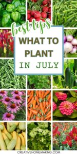 What Can I Plant in July? A Guide to Summer Gardening - Creative Homemaking