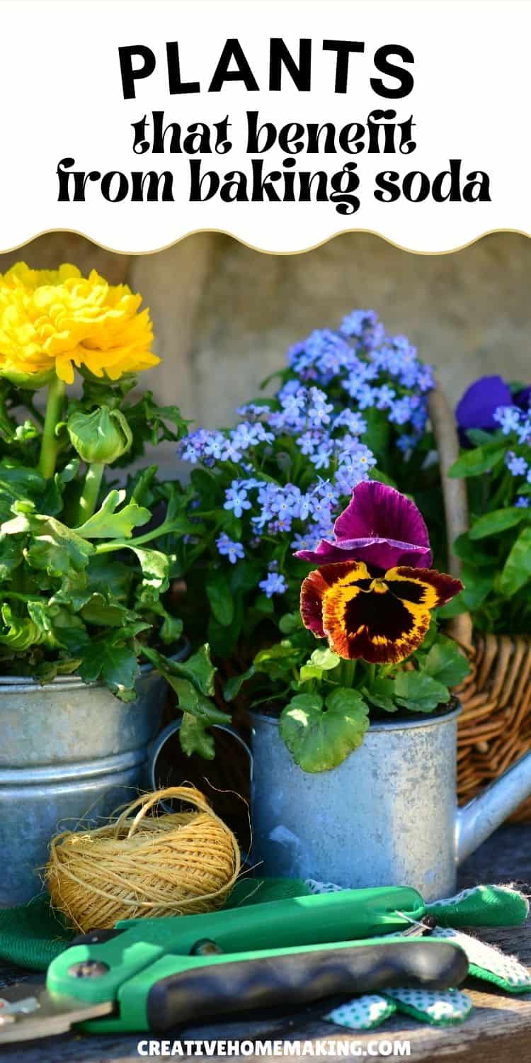 Plants That Thrive with Baking Soda: Natural Gardening Hack - Creative Homemaking