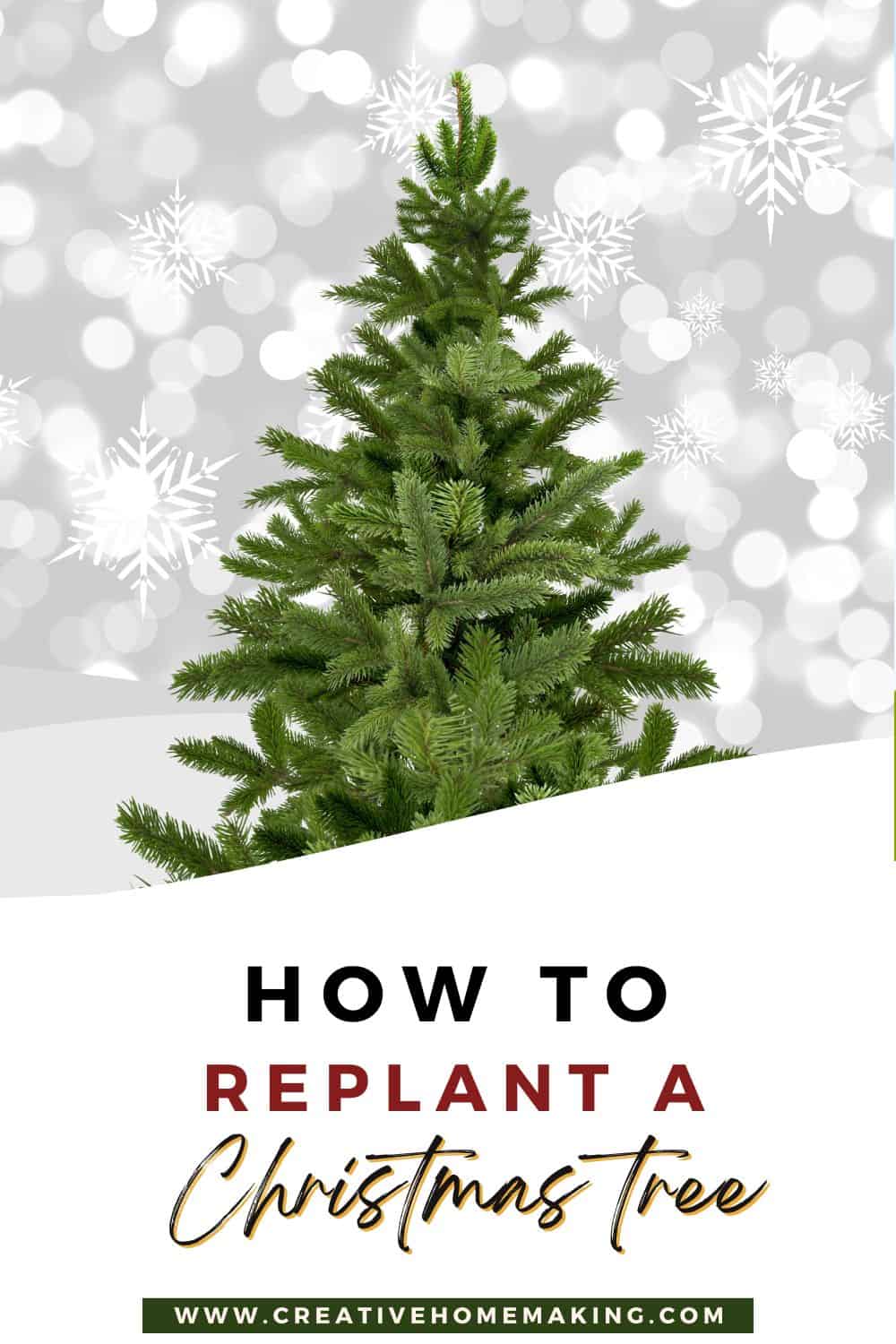 How to Successfully Replant Your Potted Christmas Tree: A Step-by-Step ...
