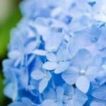 How to Make Hydrangeas Blue: Tips and Tricks for Achieving Vibrant Blue ...