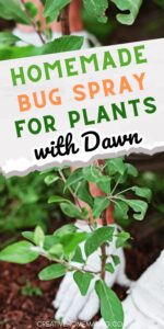 Homemade Bugspray for Plants with Dawn: A Natural Solution - Creative ...