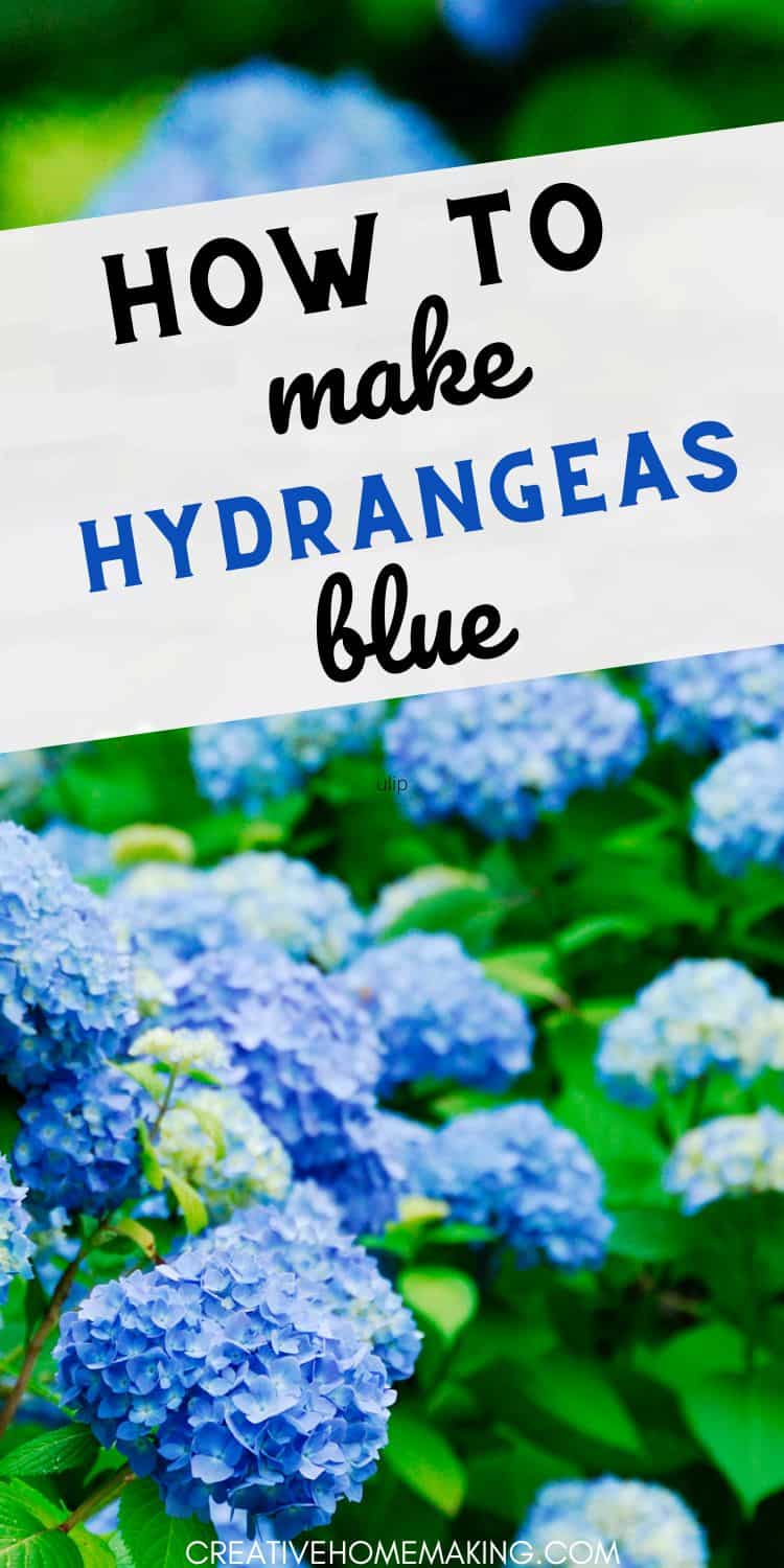 How to Make Hydrangeas Blue: Tips and Tricks for Achieving Vibrant Blue ...
