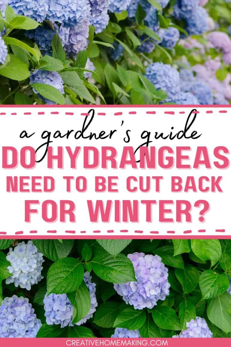 Do Hydrangeas Need to Be Cut Back for Winter? A Gardener's Guide ...