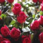How to Deadhead Roses: A Friendly Guide for Beginners - Creative Homemaking