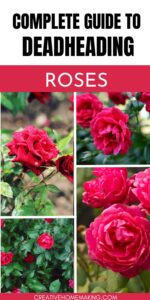 How to Deadhead Roses: A Friendly Guide for Beginners - Creative Homemaking