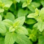 Growing Lemon Balm in Pots - Creative Homemaking