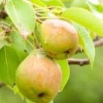 How to Quickly Ripen Pears: Tips and Tricks - Creative Homemaking