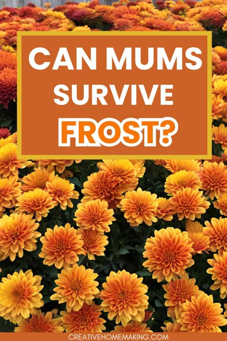 Can Mums Survive Frost? Tips to Protect Your Plants - Creative Homemaking