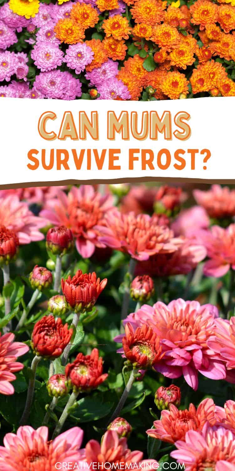 Can Mums Survive Frost? Tips to Protect Your Plants - Creative Homemaking