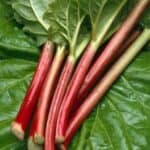 The Ultimate Guide to Transplanting Rhubarb - Creative Homemaking