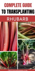 The Ultimate Guide to Transplanting Rhubarb - Creative Homemaking