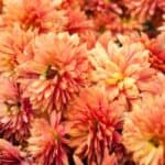 When to Prune Mums: A Simple Guide for Beautiful Blooms - Creative ...