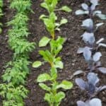 Frost Tolerant Vegetables: The Best Varieties for Cold Weather ...