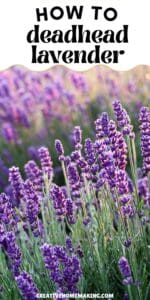 Deadheading Lavender: A Guide to Promoting Blooms - Creative Homemaking