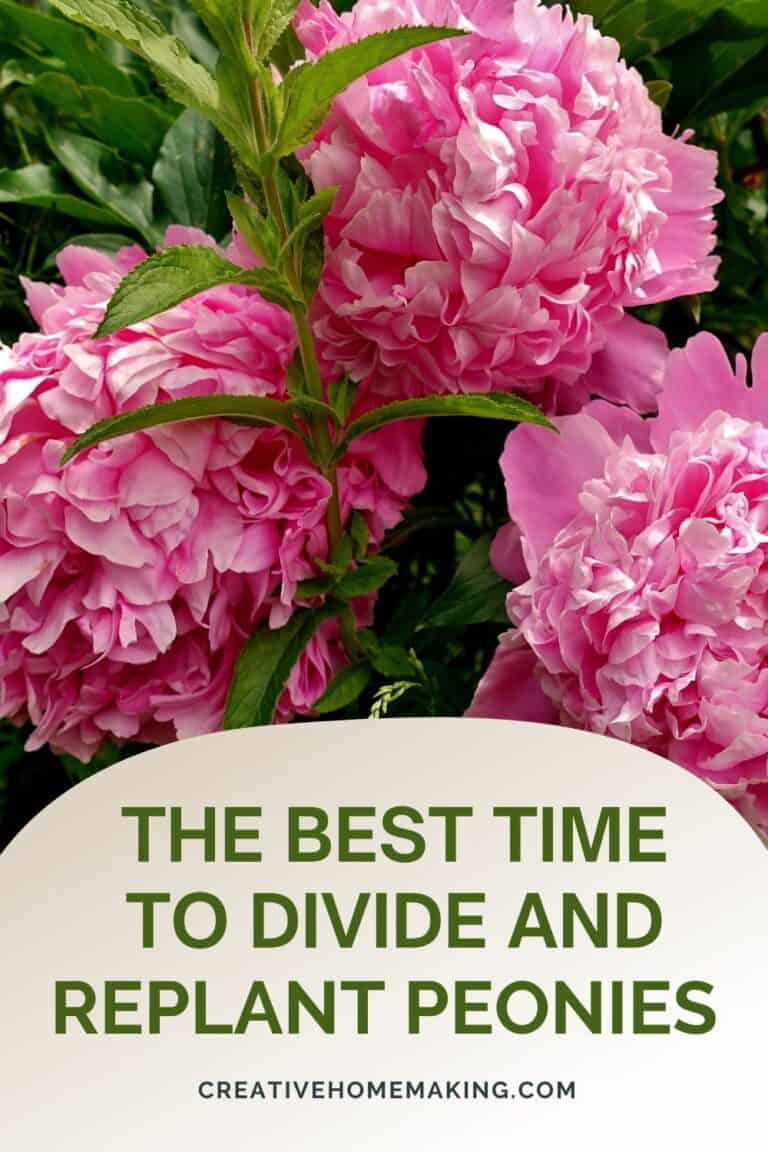When and How to Divide Peonies This Fall - Creative Homemaking