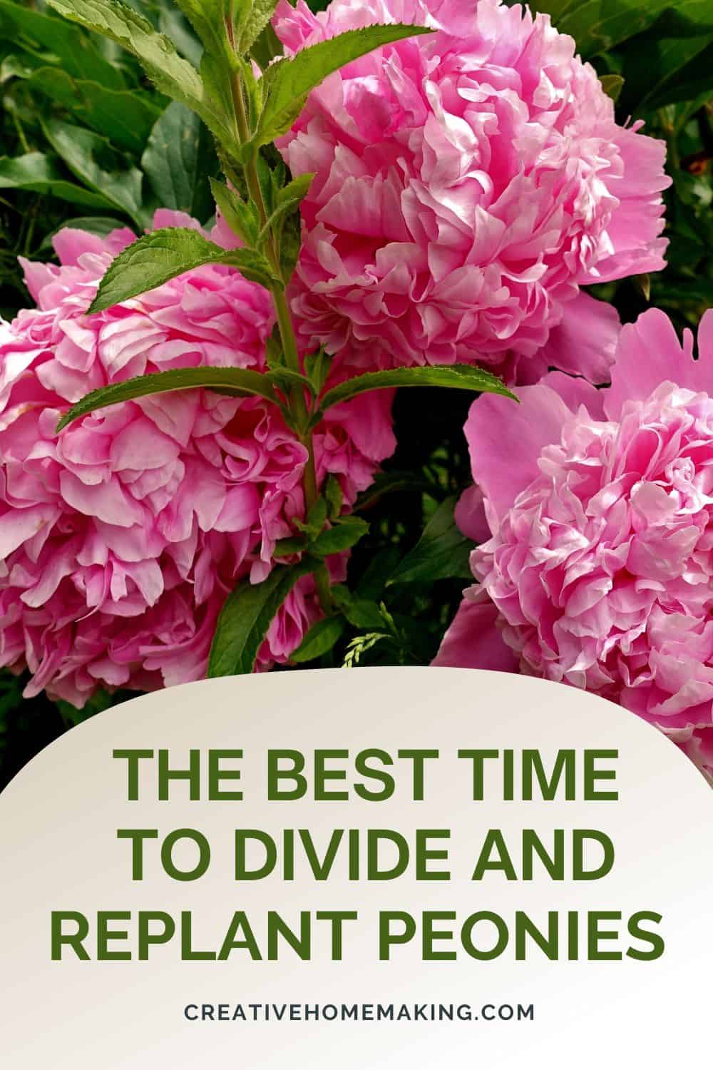When and How to Divide Peonies This Fall - Creative Homemaking