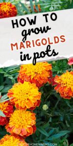 How to Grow Marigolds in Pots: Tips and Tricks for a Blooming Garden ...