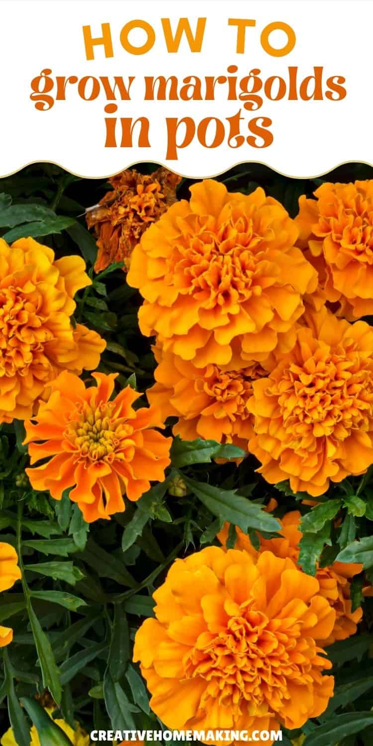 How to Grow Marigolds in Pots: Tips and Tricks for a Blooming Garden ...