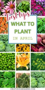 What to Plant in April: A Guide to Spring Gardening - Creative Homemaking