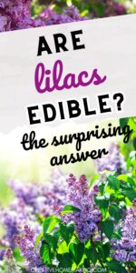 Are Lilacs Edible? Discover the Answer Here - Creative Homemaking
