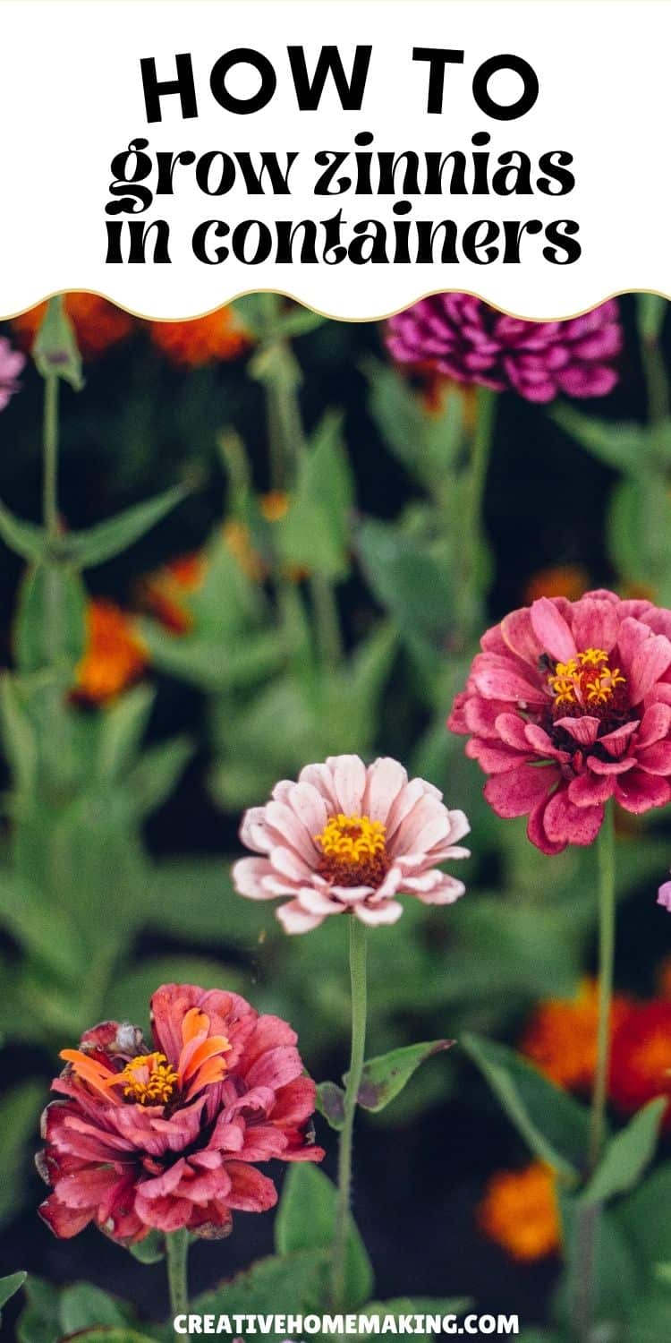How to Grow Zinnias in Pots: A Beginner's Guide - Creative Homemaking