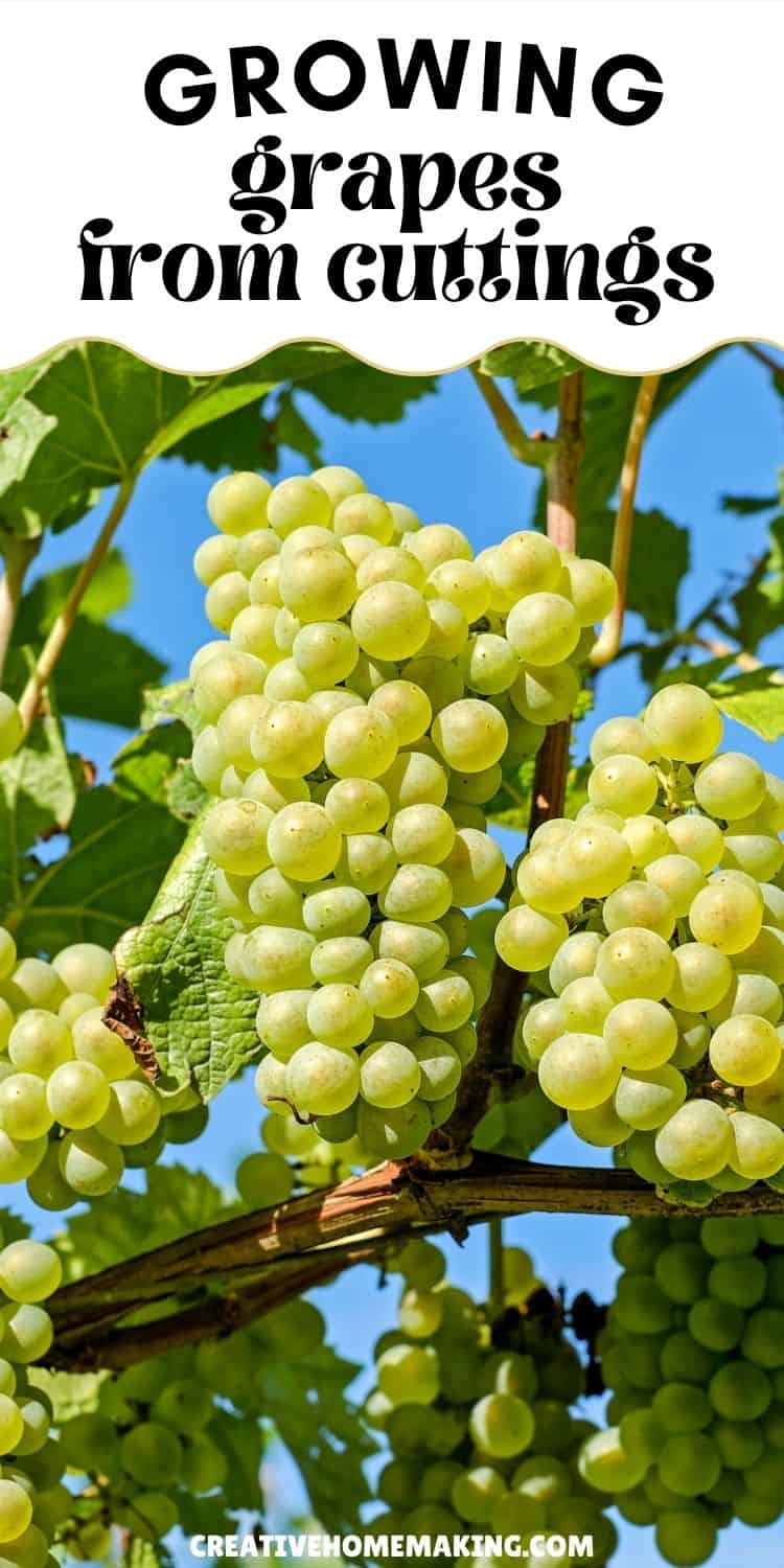 Growing Grapes from Cuttings: A Beginner's Guide - Creative Homemaking