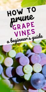 How to Prune Grapes: A Beginner's Guide - Creative Homemaking